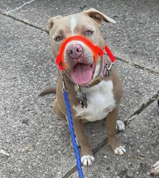 NewTrix Dog Halter – NewTrix dog halters