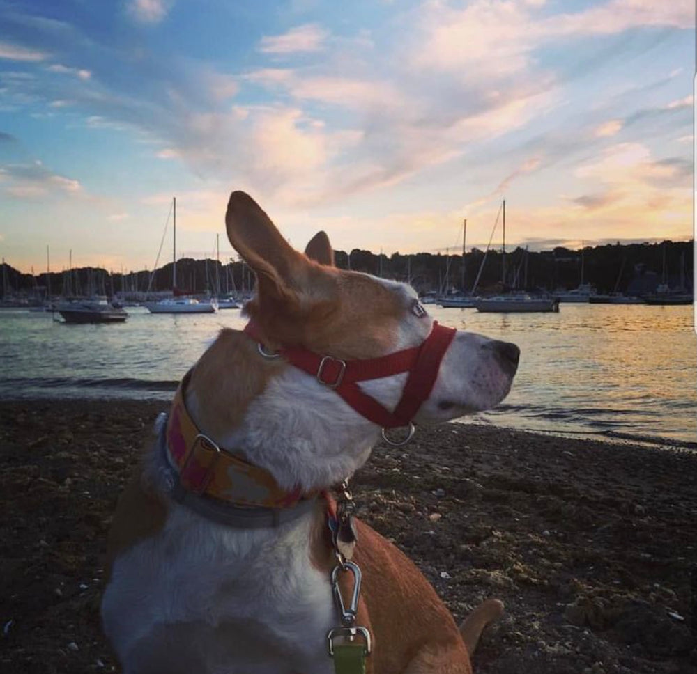 NewTrix Dog Halter – NewTrix dog halters