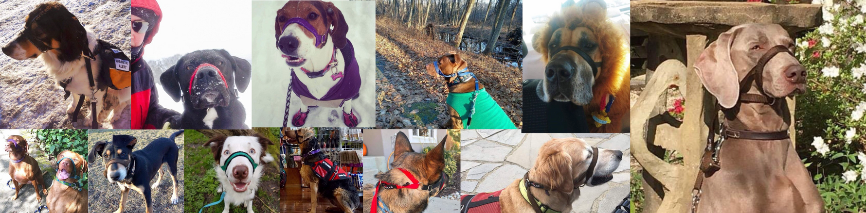 NewTrix Dog Halter – NewTrix dog halters